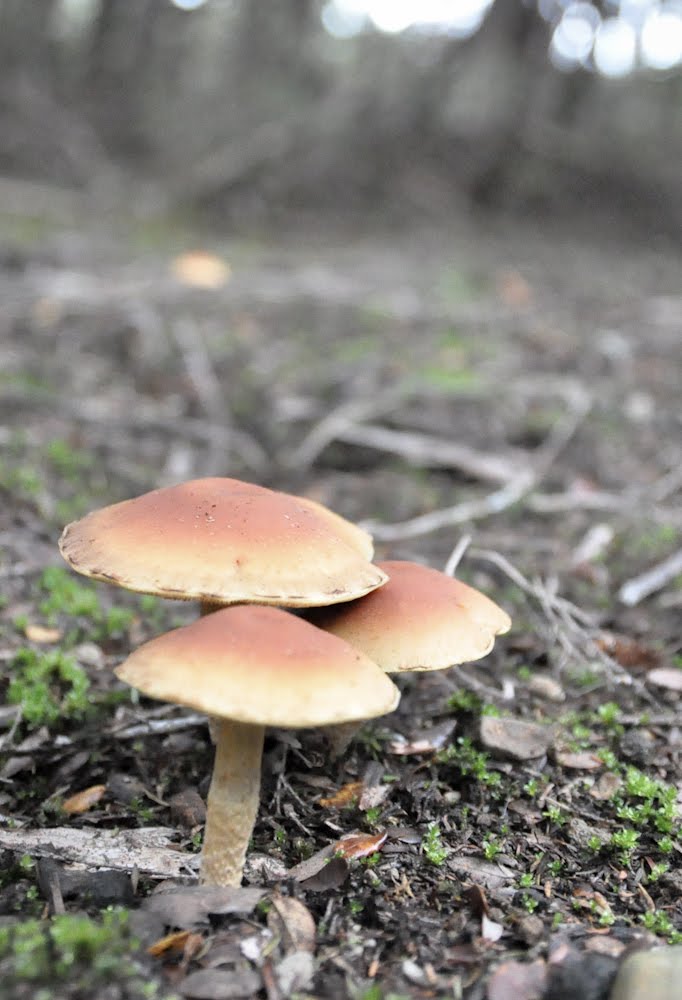 Kate Gaskell: My Magic Mushroom Collection