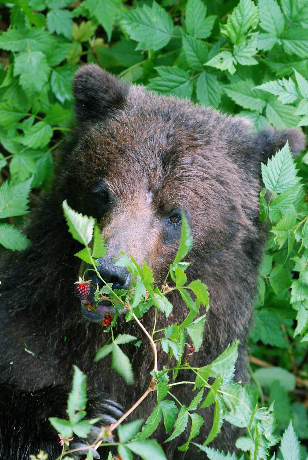 la rutina diaria: Congregating bears