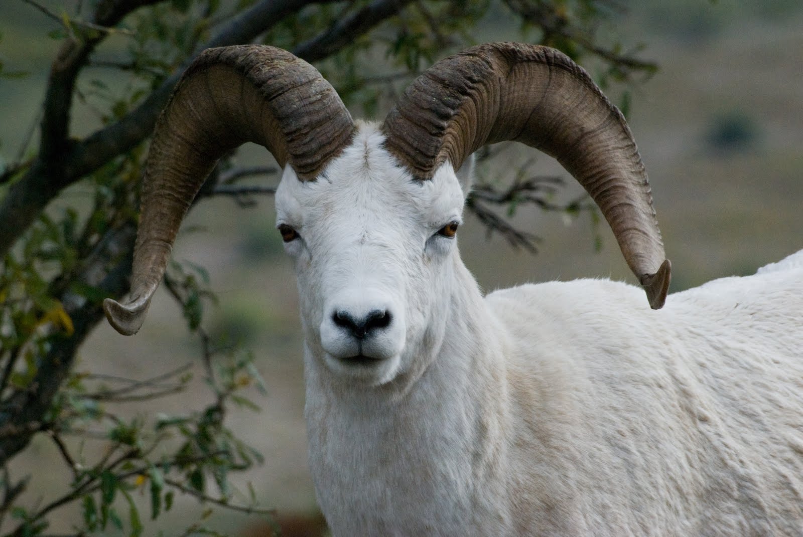 la rutina diaria: Dall sheep