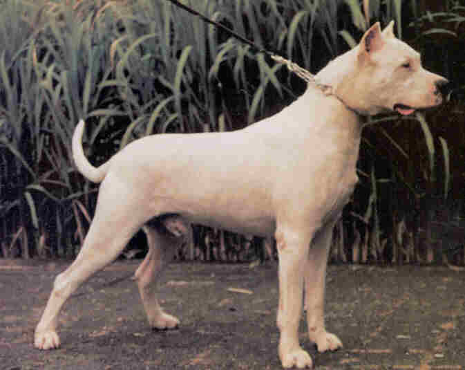rehala el checho: dogo argentino