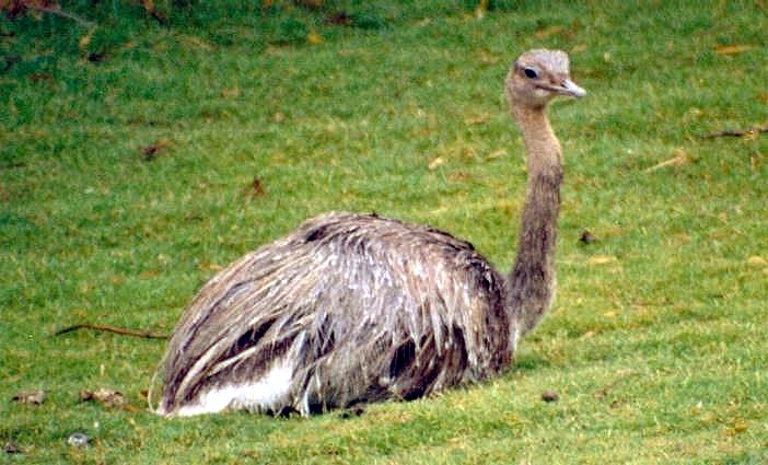 Una propuesta productiva diferente: la cría sustentable de choiques ...