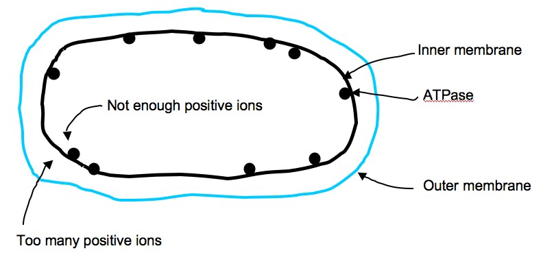 Microwunderkammer: Insane in the (Outer) membrane