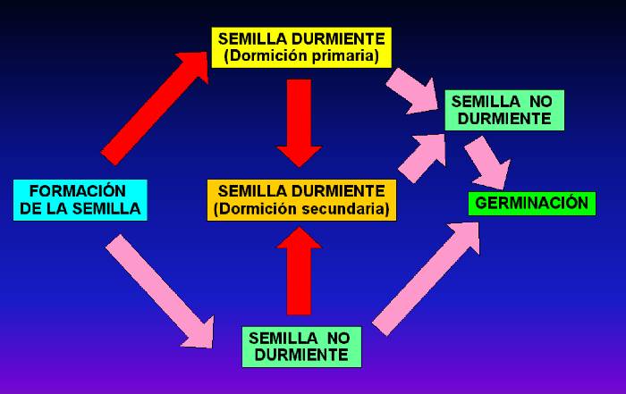 FISIOLOGIA VEGETAL: GERMINACION, VIABILIDAD Y ALMACENAMIENTO