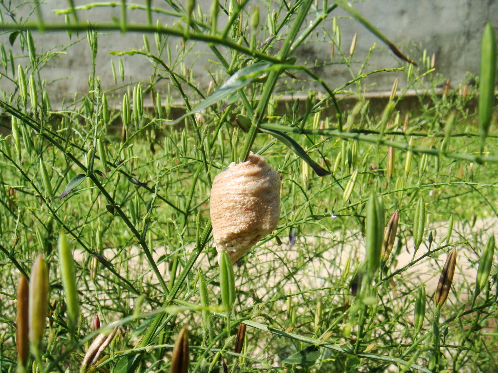 Gulaley the pink cotton candy: Cotton photo freebies. Kepompong. Cocoon