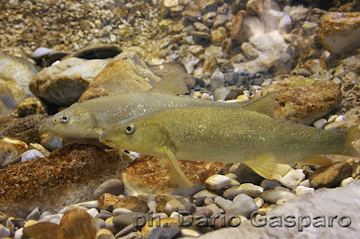 Knedelgrup: L'acquario di Ariis di Rivignano: i pesci