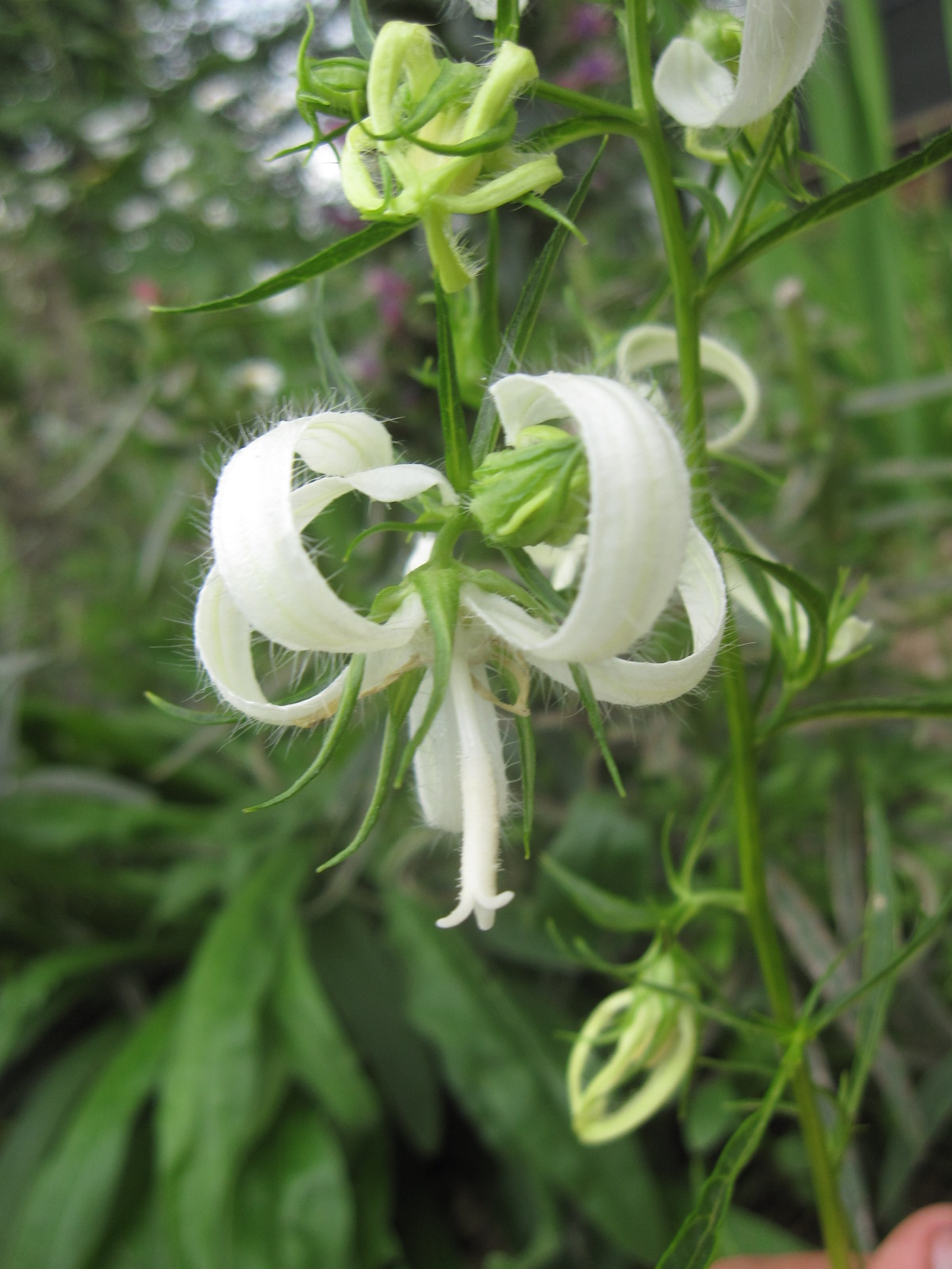 Arrowhead Alpines Blog: It is national campanula week!