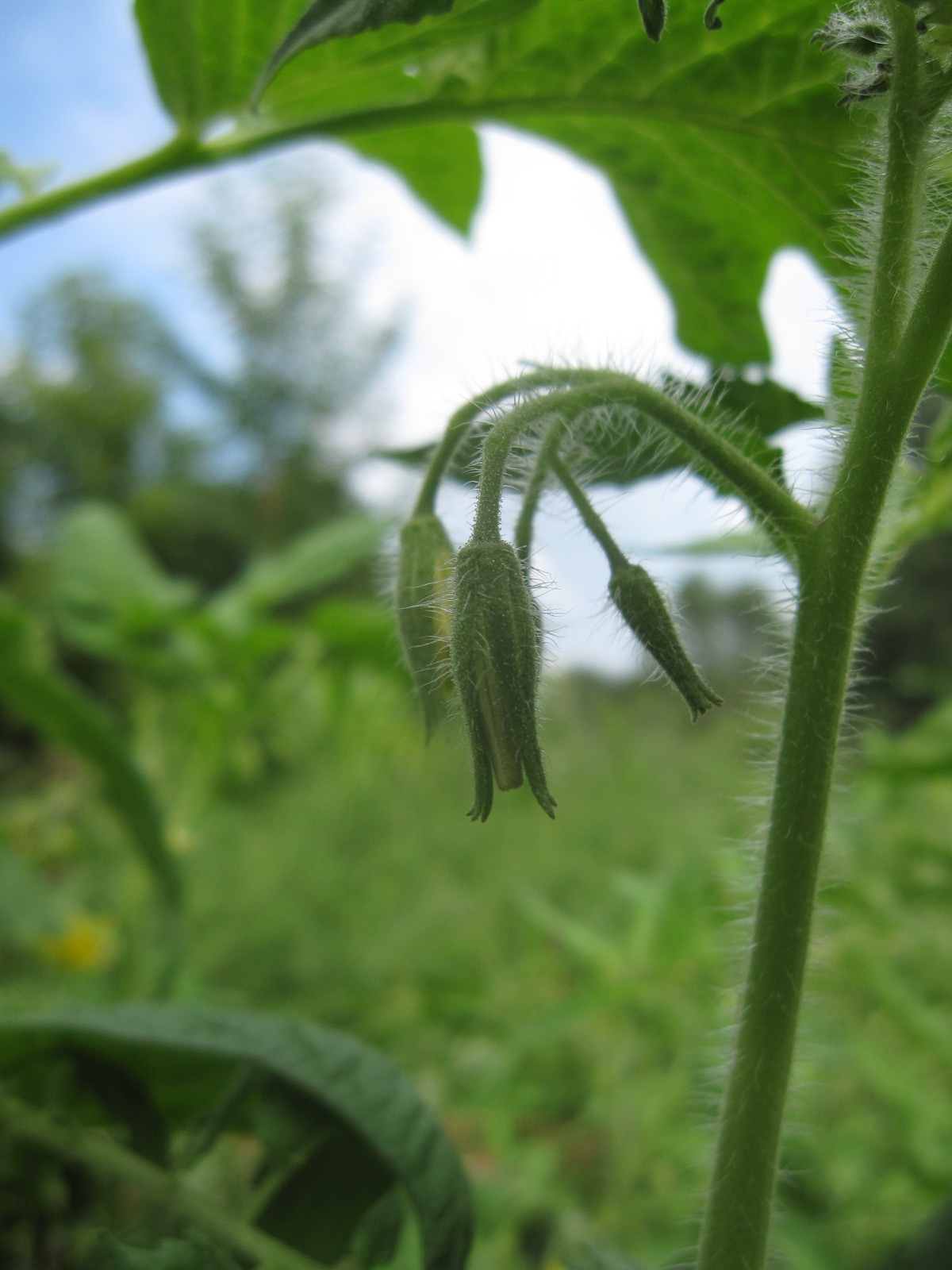 Arrowhead Alpines Blog: How (and why) to breed tomatoes in your backyard