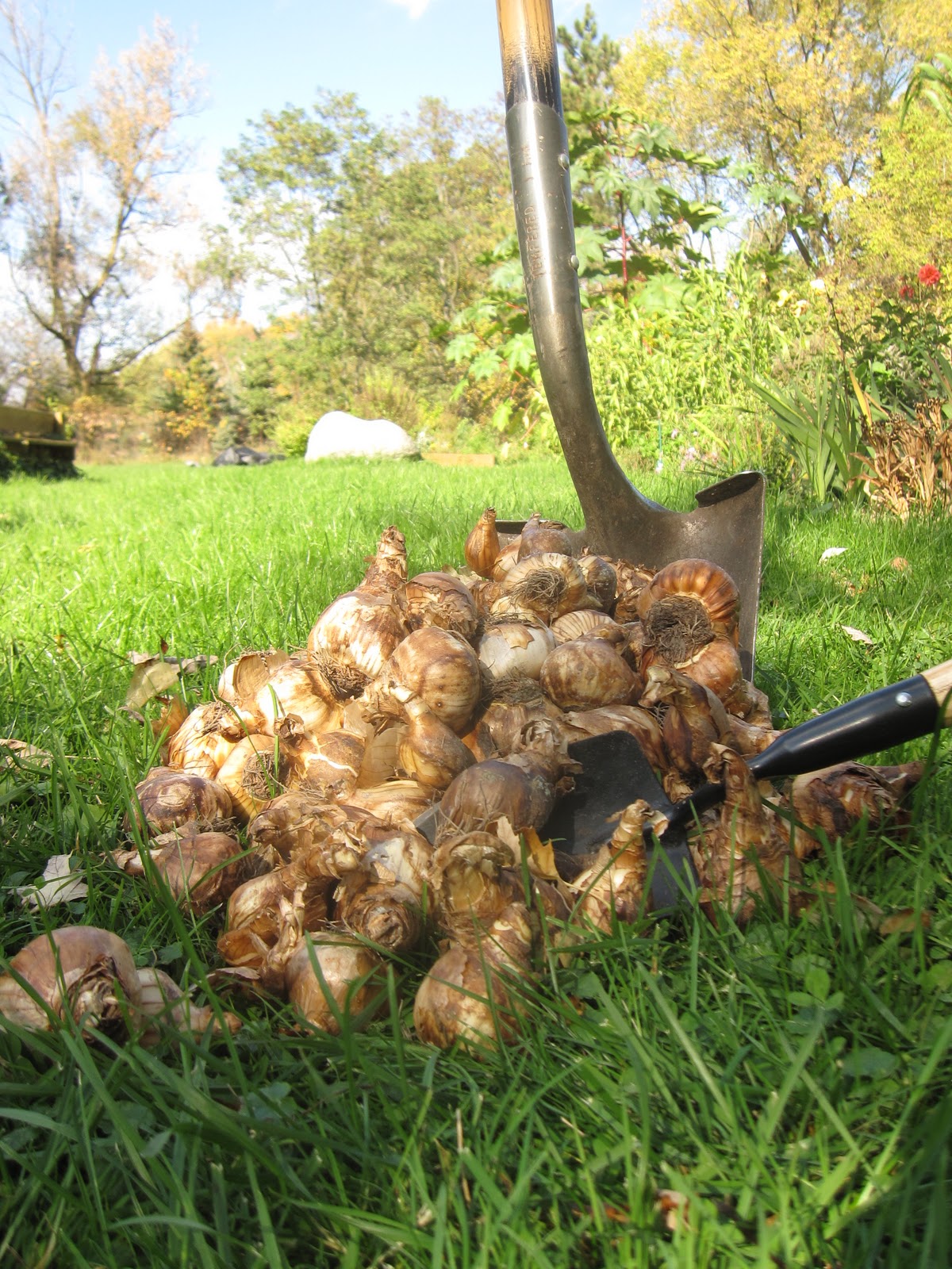 Arrowhead Alpines Blog: The proper way to buy and plant bulbs