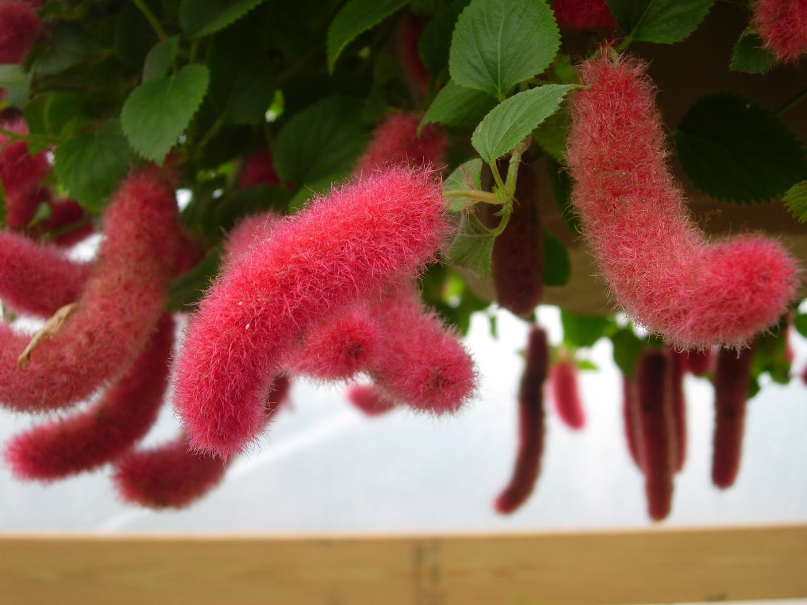 Warner Nursery News and Tidbits: Fuzzy Wuzzy...flowers?