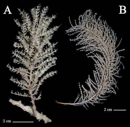 Grim Reviews: Weird News: Antarctic Polyps Look Like Plants