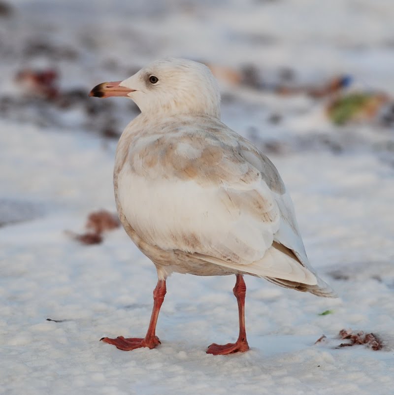 Larusology: Nelson's Gull