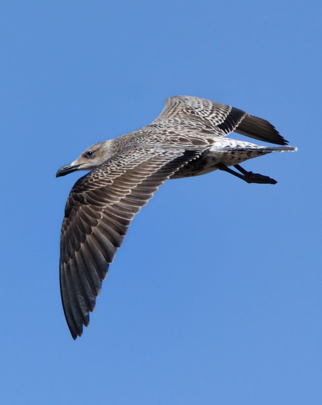 Larusology: Gull Season Open!!!!!