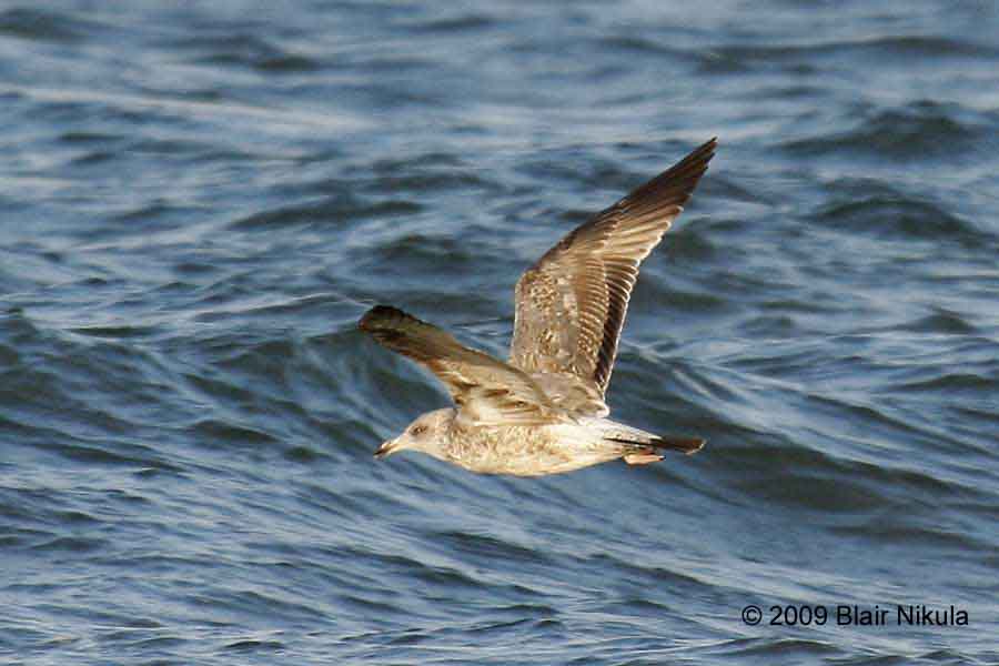 Larusology: The Appledore Gull and the Expansion of Lesser Black-backed ...