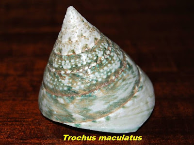 Curious, Funny Photos / Pictures: 30 different Sea shells