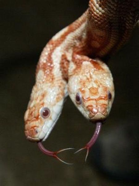 28 Amazing two headed snakes | Curious, Funny Photos / Pictures