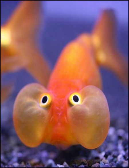 My Funny: Fishes Mimic Like Human Faces | Pictures