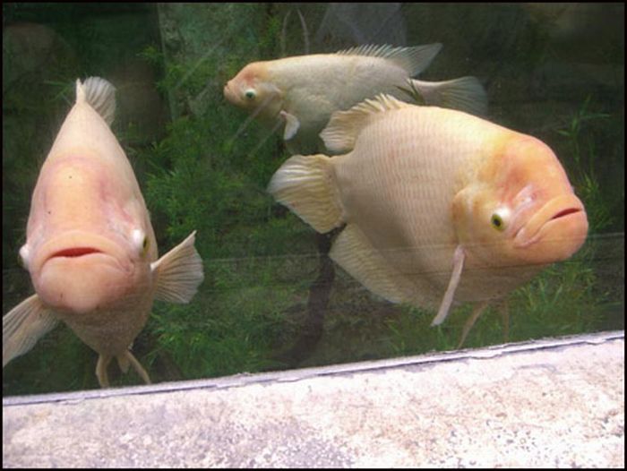 My Funny: Fishes Mimic Like Human Faces | Pictures