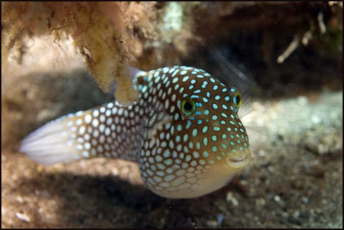 My Funny: Fishes Mimic Like Human Faces | Pictures