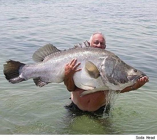 My Funny: Amazing Catch! - Big Fish Caught By Fisherman | Pictures