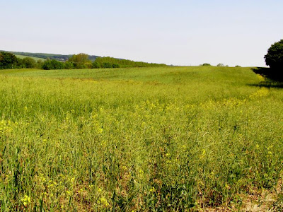 GM crops, Intensive Industrial Farming and Pesticides.: Farmers call to ...