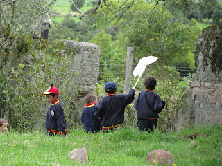 cultura y comunicación ambiental: TALLER DE INSECTOS