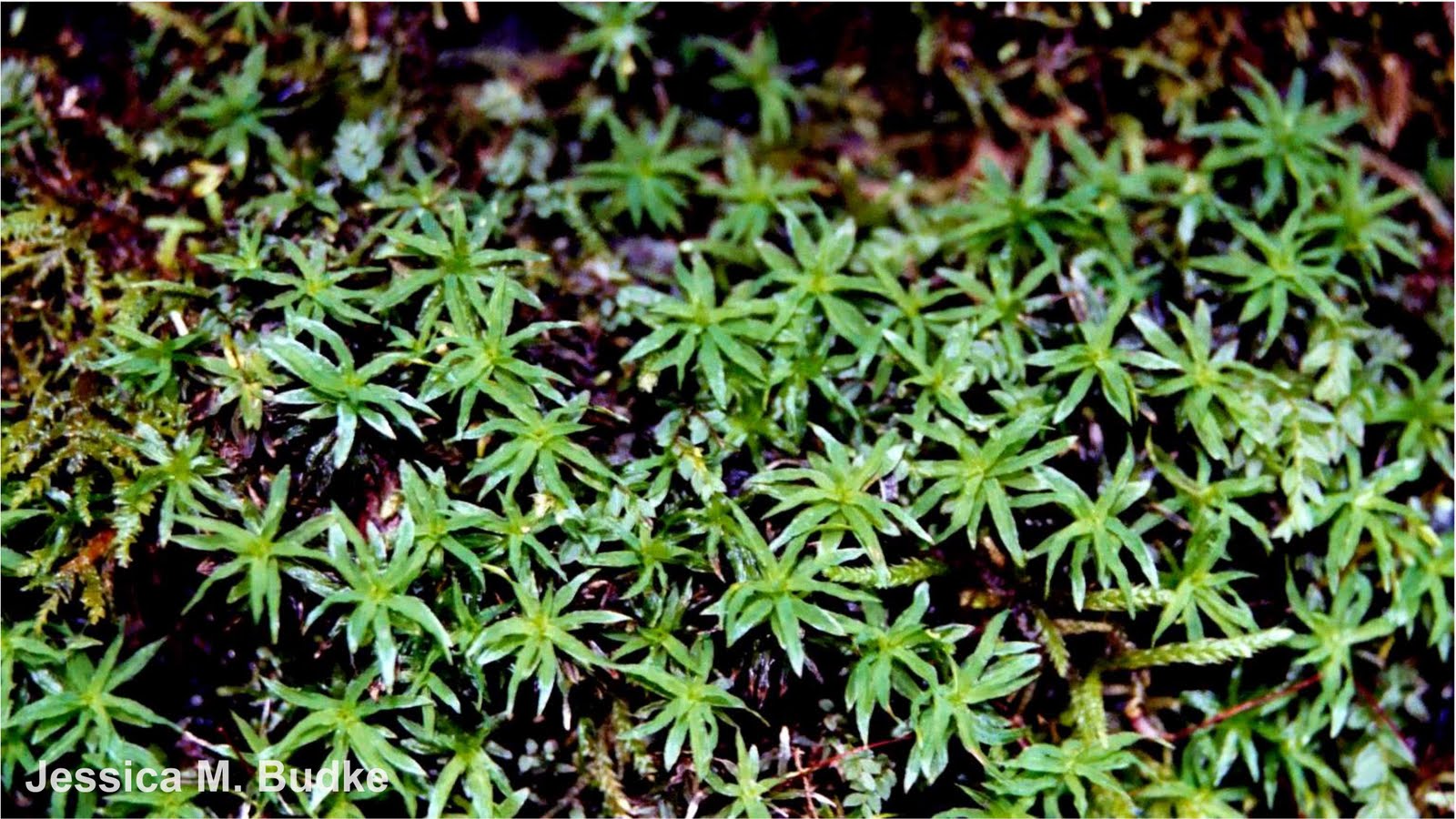 Moss Plants and More: 2010