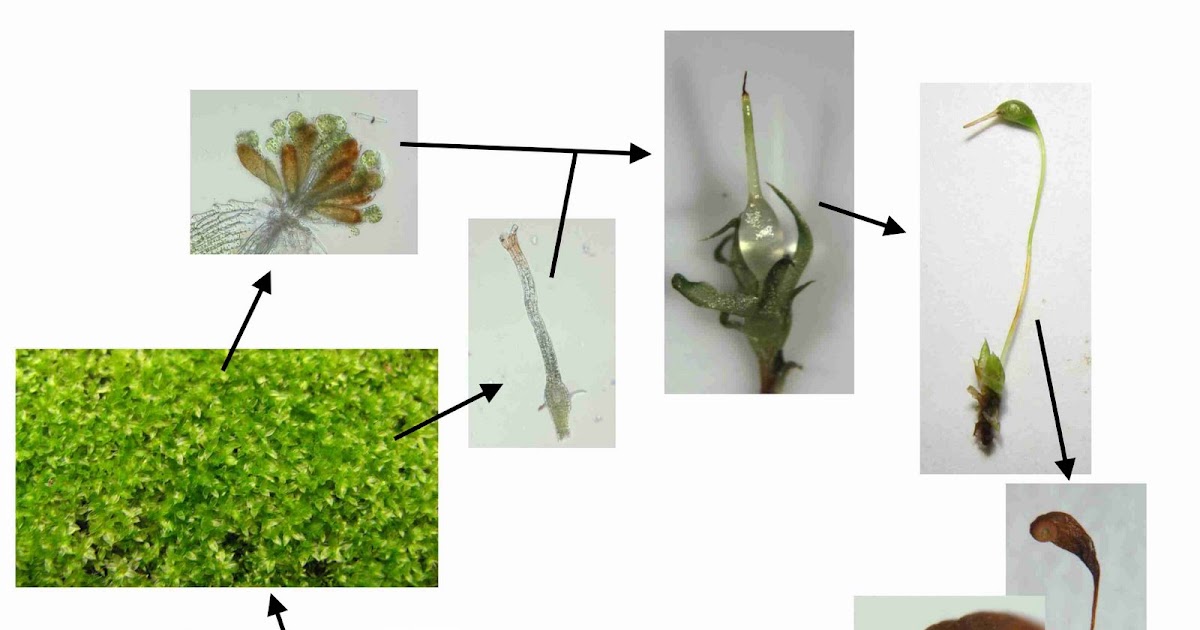 Moss Plants and More: The Moss Life Cycle 2