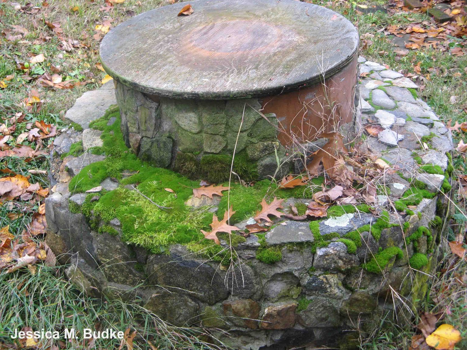 Moss Plants and More: November 2009