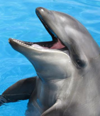 Weird And Wonderful: Ligers, Zonkeys and Wholphins, Oh My!