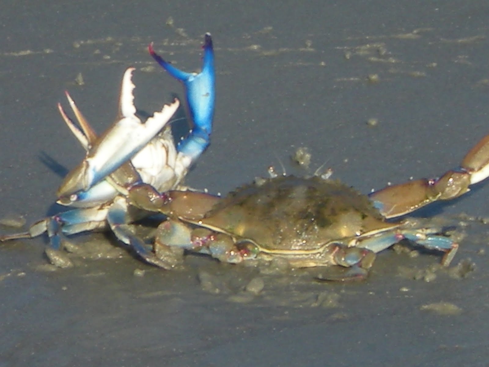 Mulberry Street: St. Simons Island- Fighting Crabs!