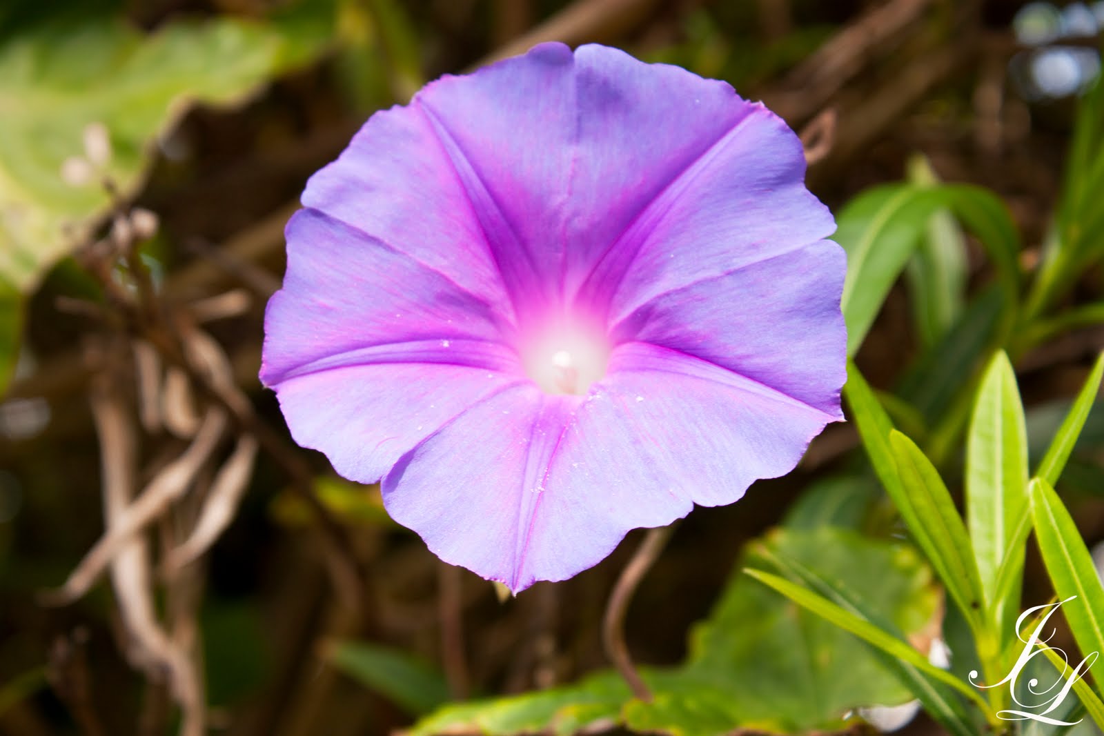 Jillian Lee Photography: Flowers of Bermuda