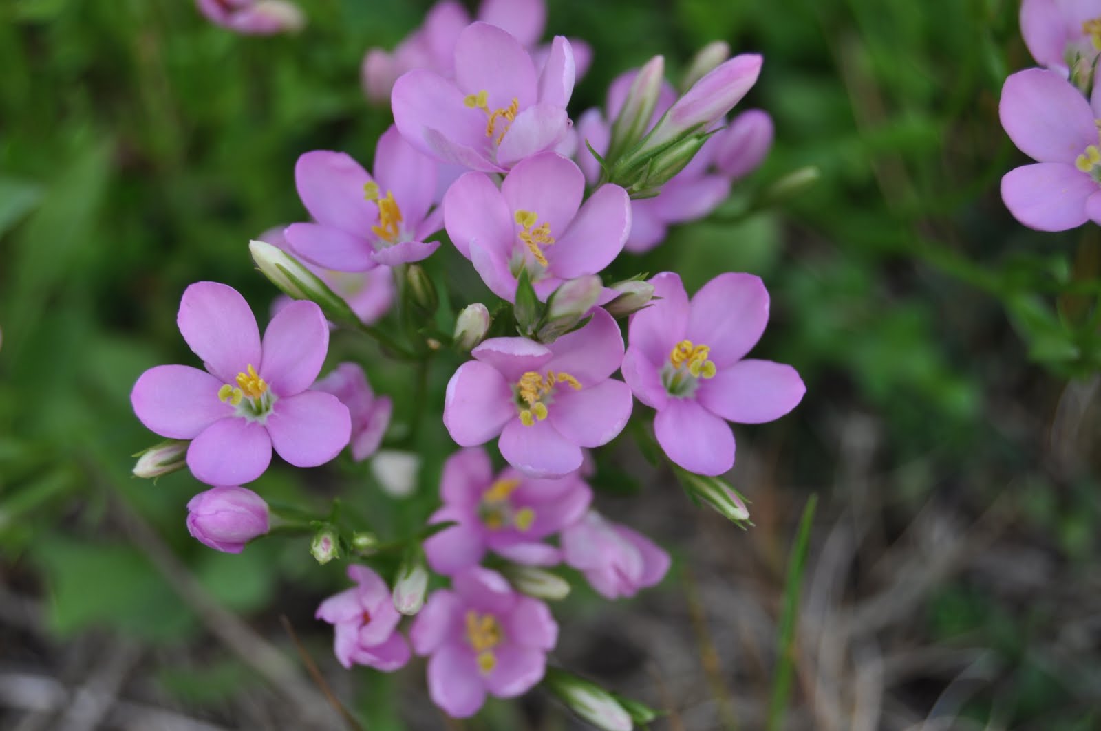 AVES E NATUREZA DA FONSAGRADA: Actualización florística