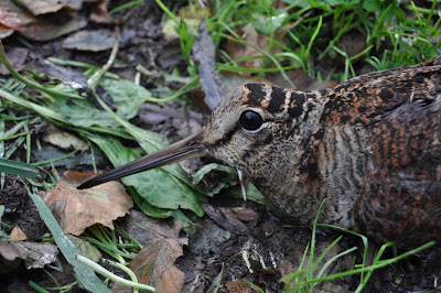 AVES E NATUREZA DA FONSAGRADA: Tempo de arceas