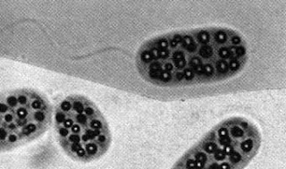 familia Thiorhodaceae | AMIN TABIN