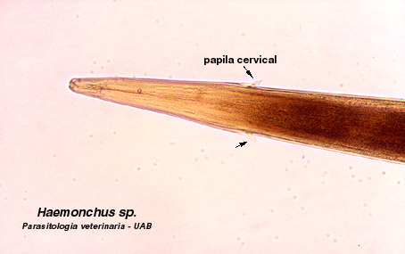 SOS Medicina Veterinária: Parasitologia - prova pratica 2