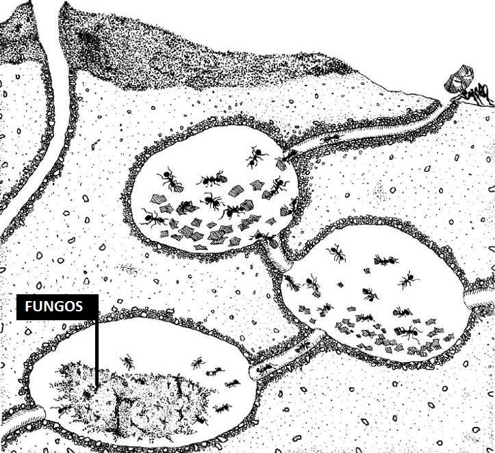 Fungos Decompositores: FIQUE SABENDO SOBRE: Os fungos e as Formigas saúvas