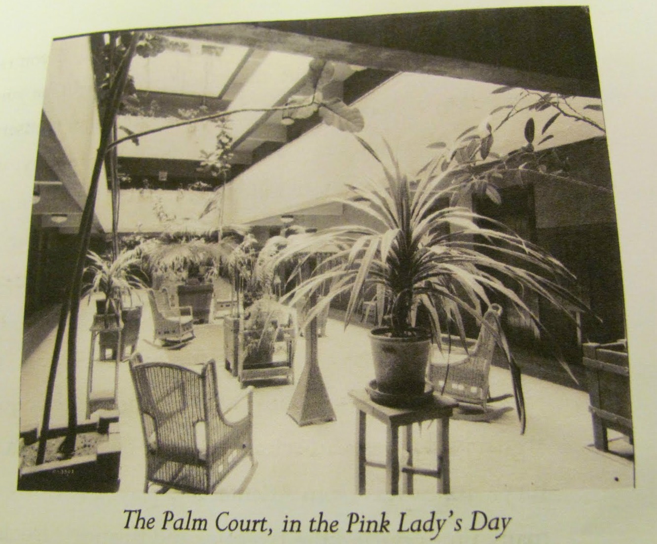 Cats of Wildcat Woods: A Pink Lady Ghost Story