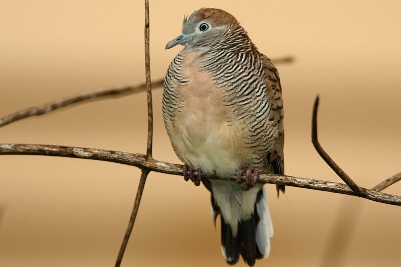 Birdwatching In Miri, Sarawak: Your Common Garden Birds ...