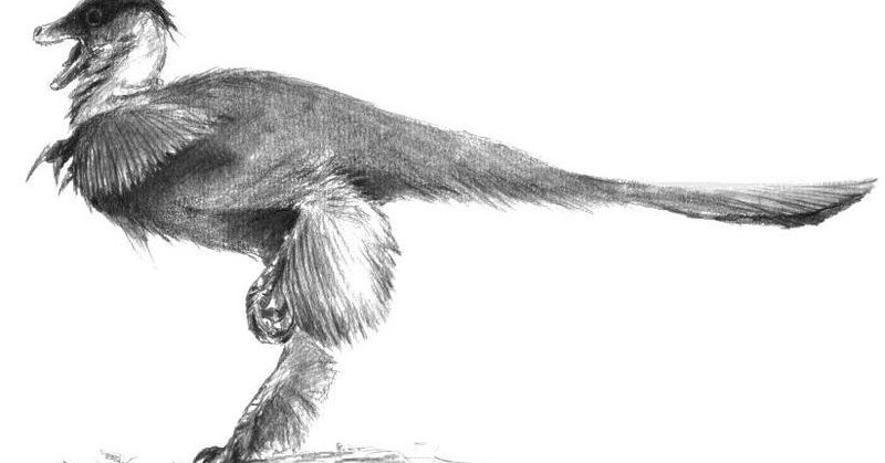 Jurassic Albatross: Were Deinonychosaurians and Avialians descended ...