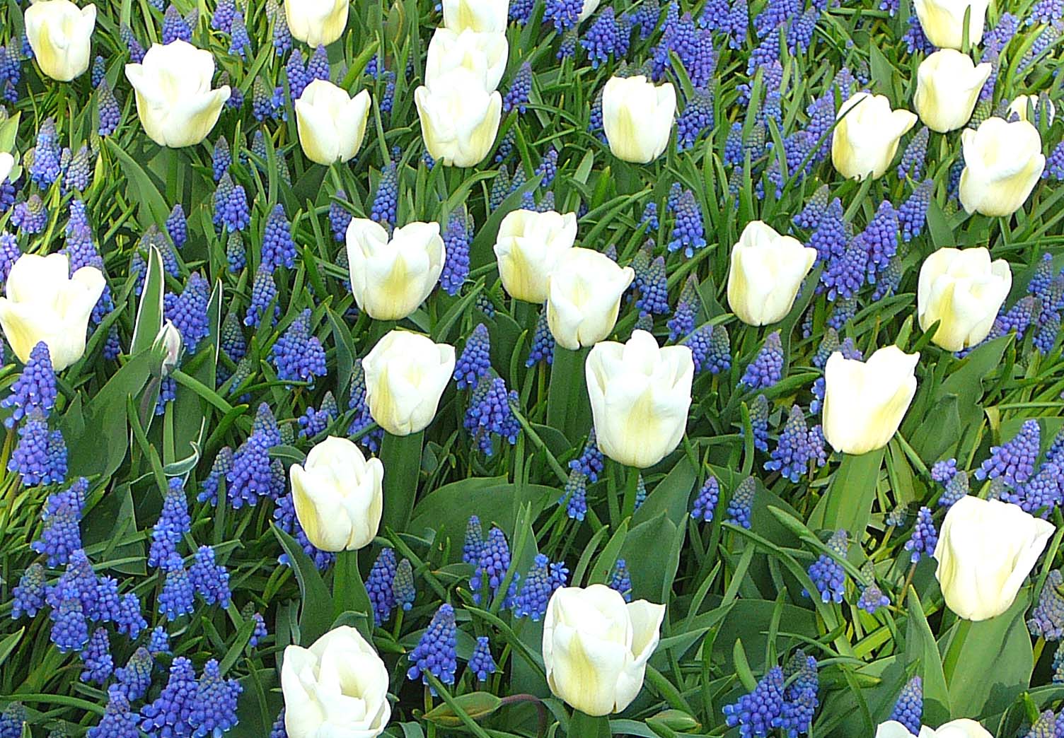 greenjottings: Tulip fever