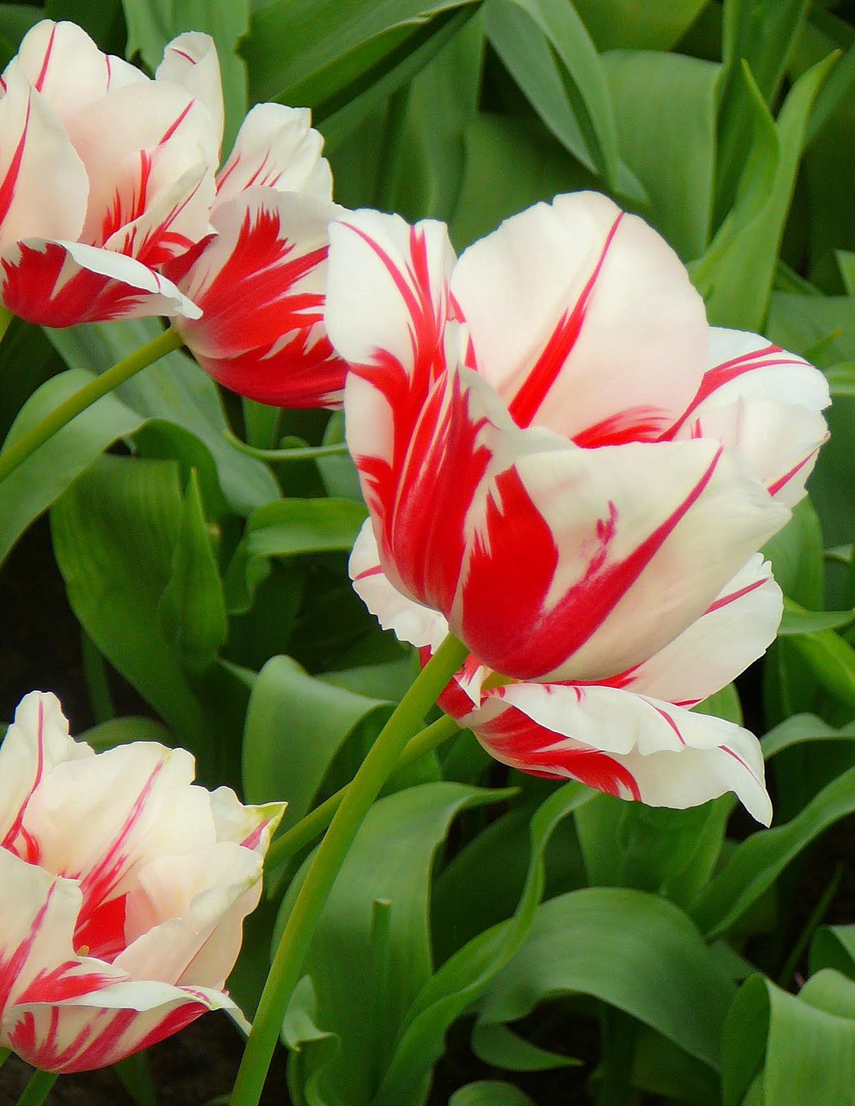 greenjottings: Tulip fever