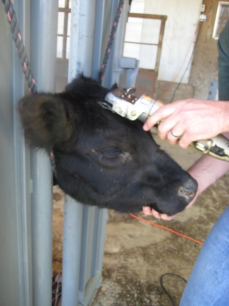 Z-N-T Cattle Co.: Shearing Cattle for Summer