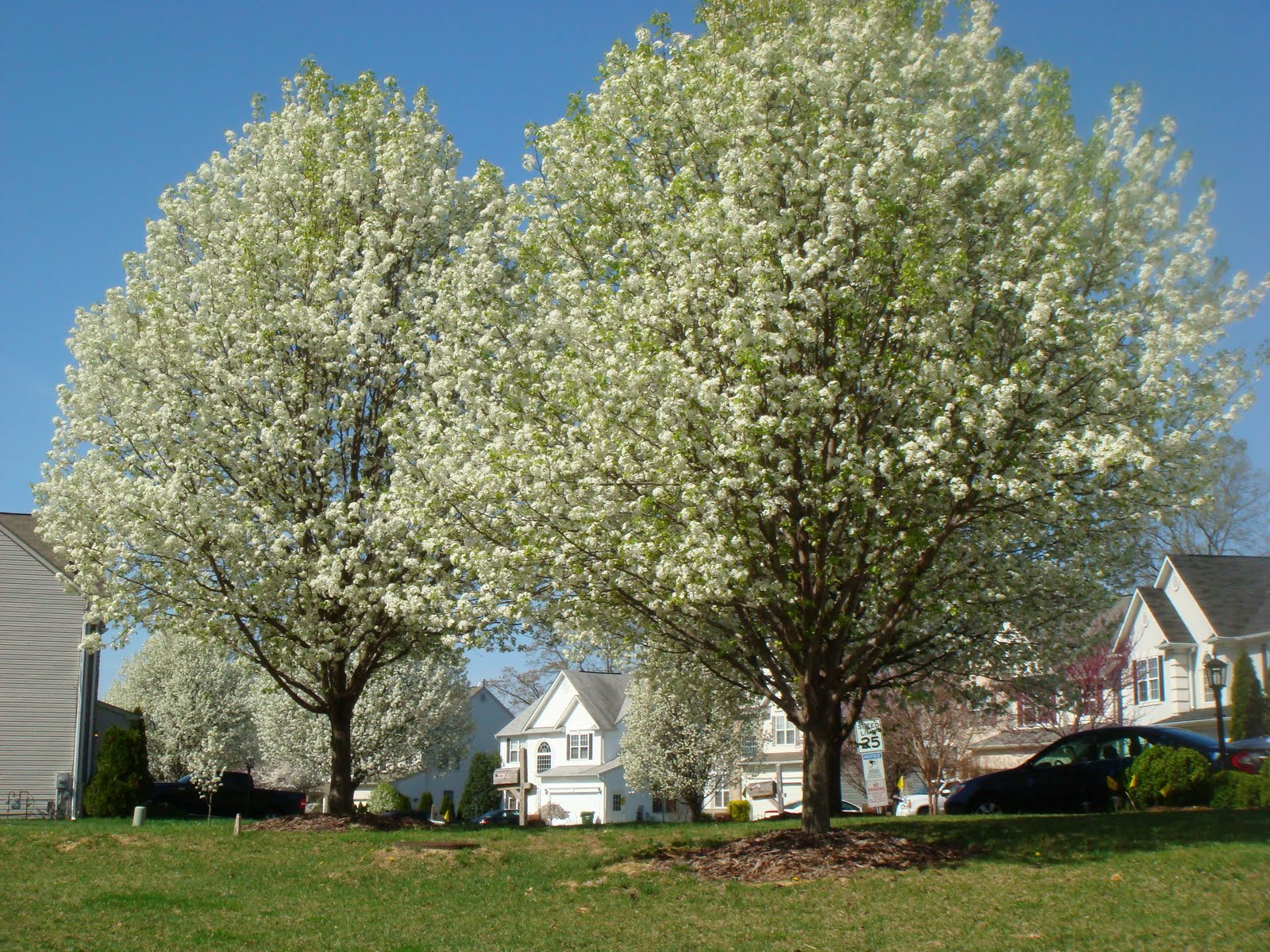 Across My Kitchen Table: July 2010