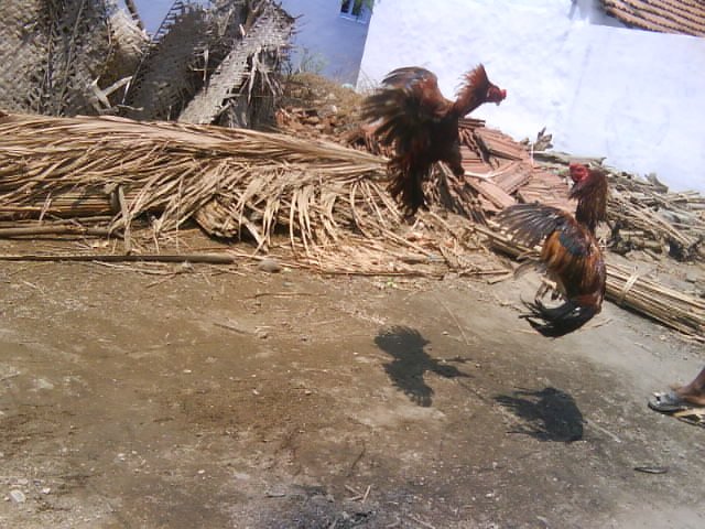 PRAKASH: Seval fight