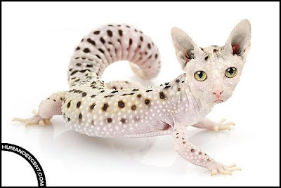 Melonic Maniac: realistic juxtapostions