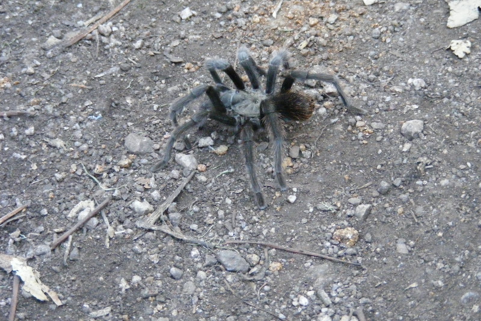 Fetal Positions III: spiders and the spill