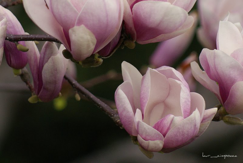 (c)Photography beyond words,poze,fotografii,photo from Romania ...