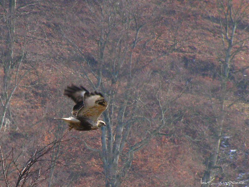 (c)Photography beyond words,poze,fotografii,photo from Romania: Uliu ...