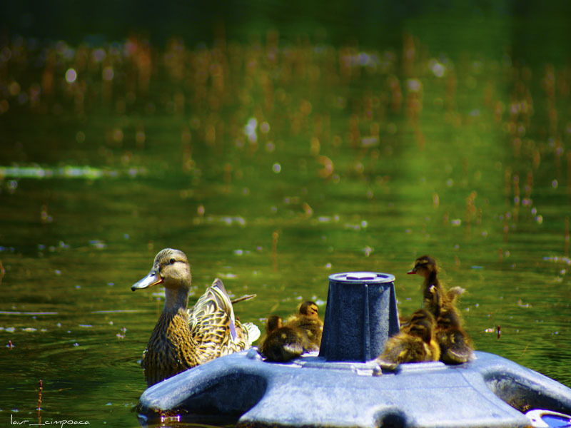 (c)Photography beyond words,poze,fotografii,photo from Romania: Rata ...