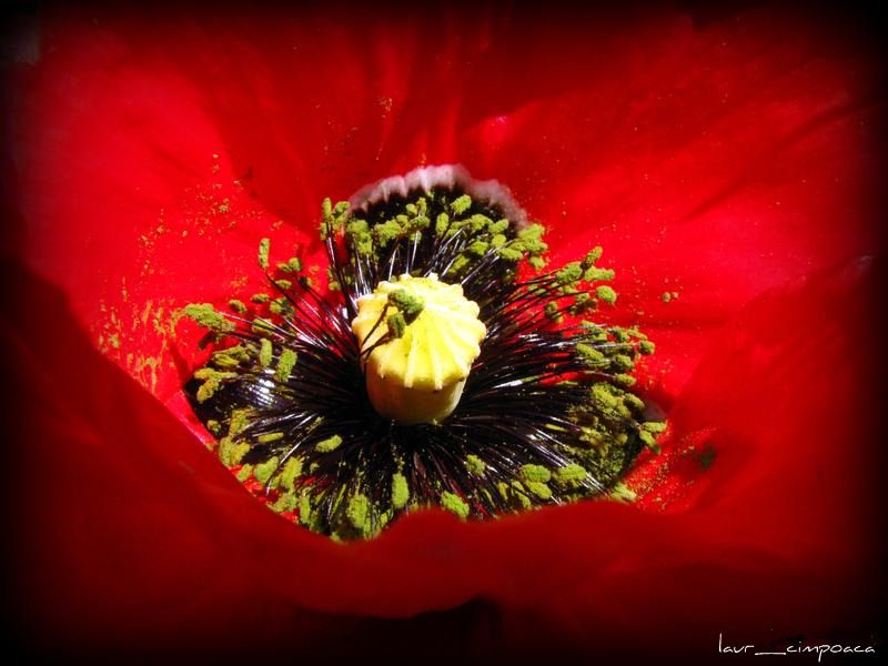 -fotografie-: CORN POPPY MAC ROSU MEZEI PIPACS PAPUELA GELINKICLER ...